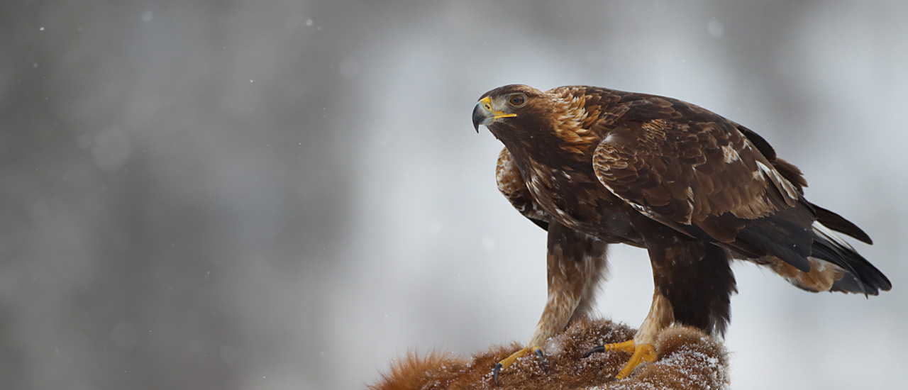 The Best of Birdwatching in the Highlands - Eagle Brae