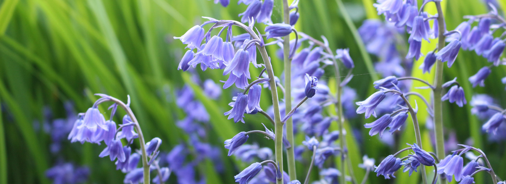 Scottish spring in the magnificent Highlands | Eagle Brae