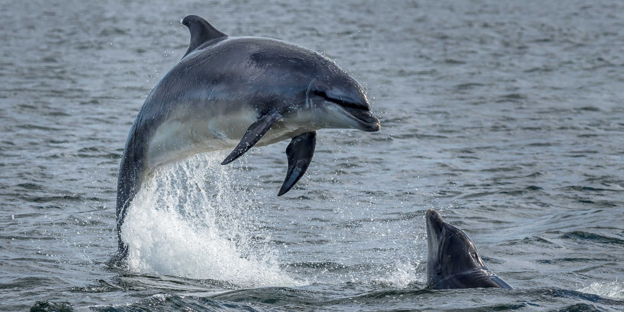 Spotting bottlenose dolphins in Scotland | Eagle Brae