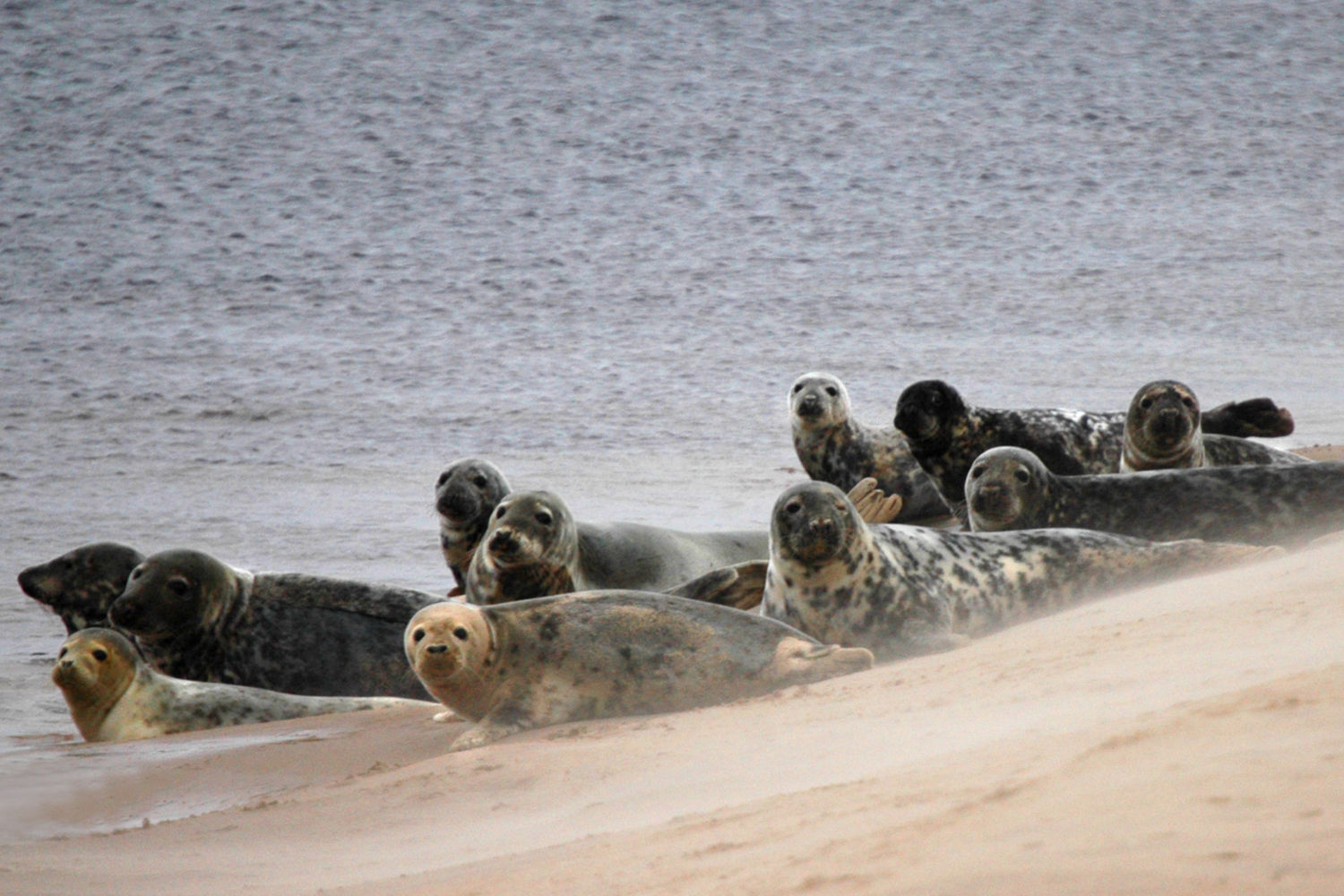 Seals in the Highlands of Scotland | Eagle Brae