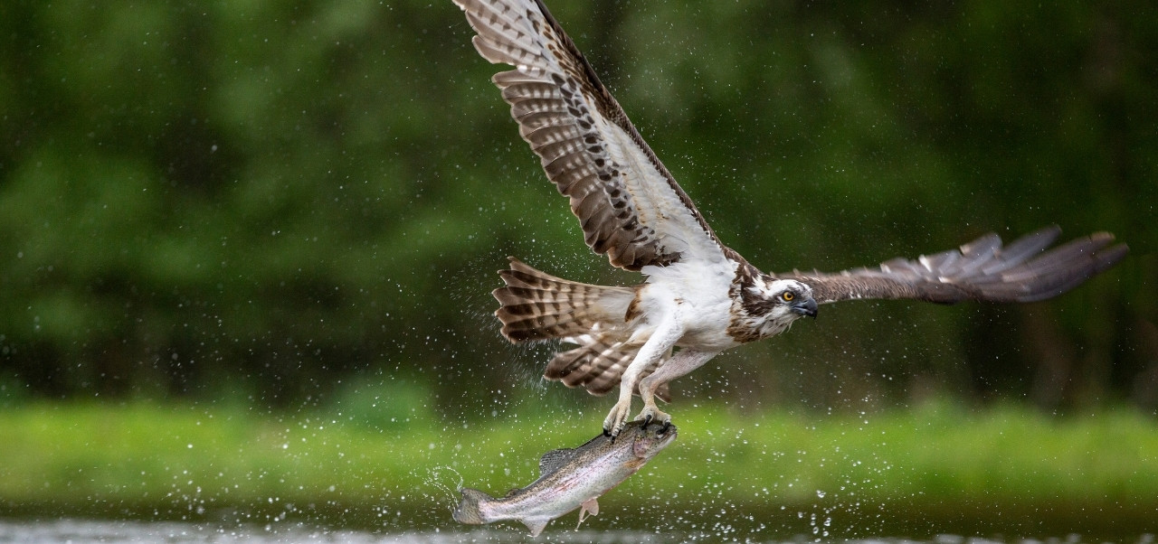 Facts about ospreys in Scotland | Eagle Brae