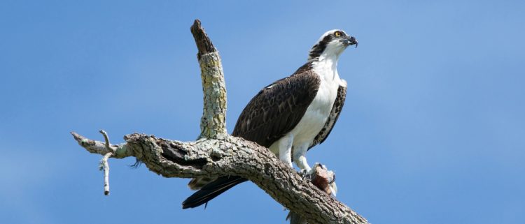 Facts about ospreys in Scotland | Eagle Brae