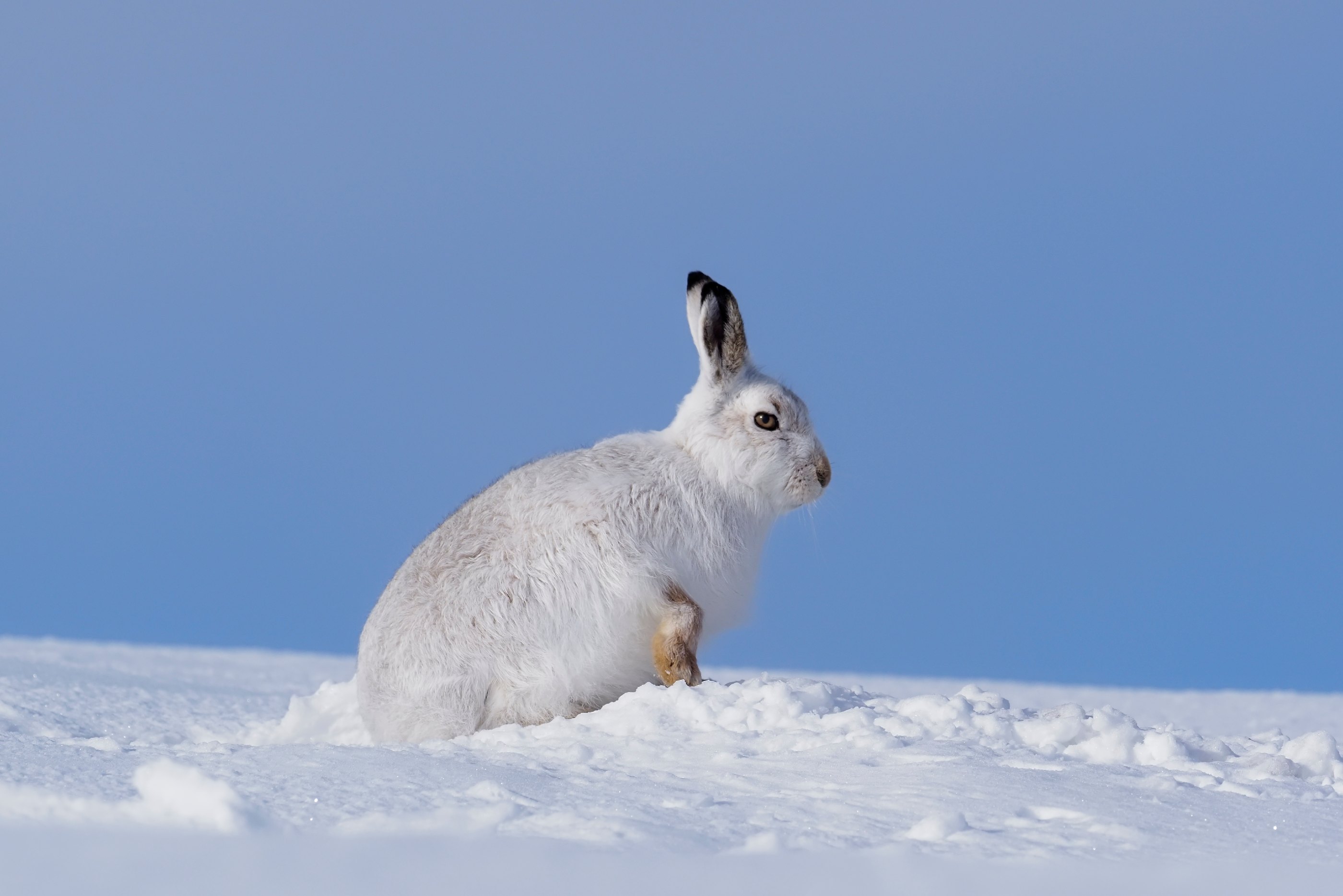 Scottish Mountain Hares | Eagle Brae