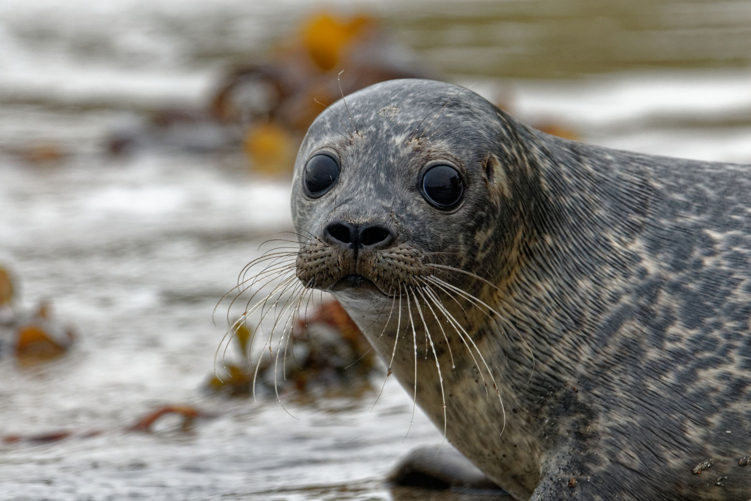 Seals in the Highlands of Scotland | Eagle Brae