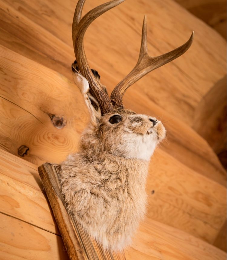 Jackalope - Eagle Brae