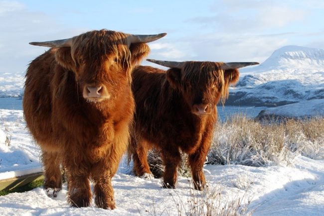 Did You Know? The Highland Cow in Scotland | Eagle Brae