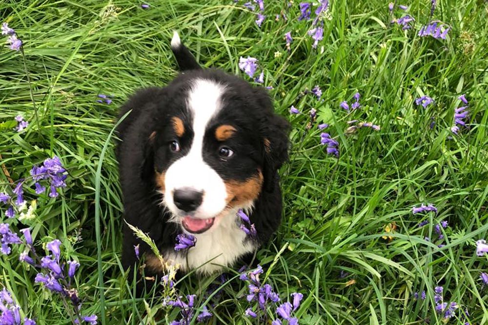 A New Puppy and Other Spring Animals in The Highlands | Eagle Brae