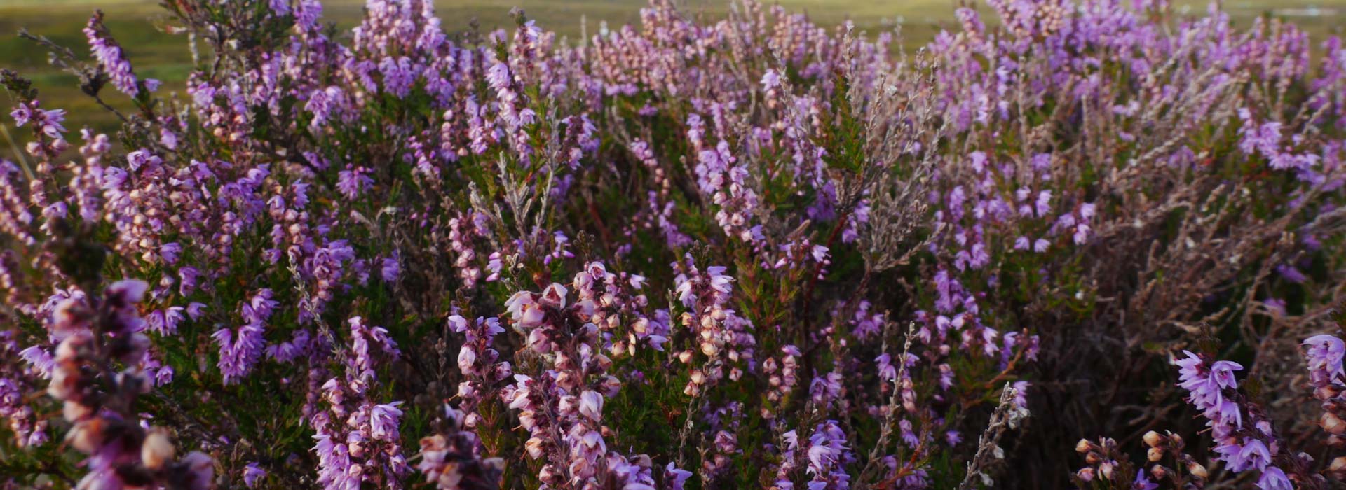 Scottish spring in the magnificent Highlands | Eagle Brae