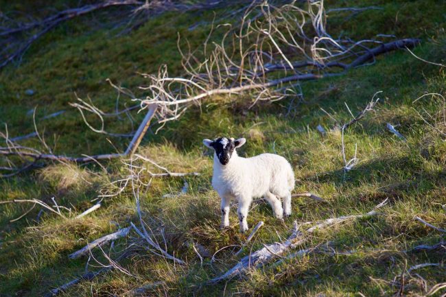 A New Puppy and Other Spring Animals in The Highlands | Eagle Brae