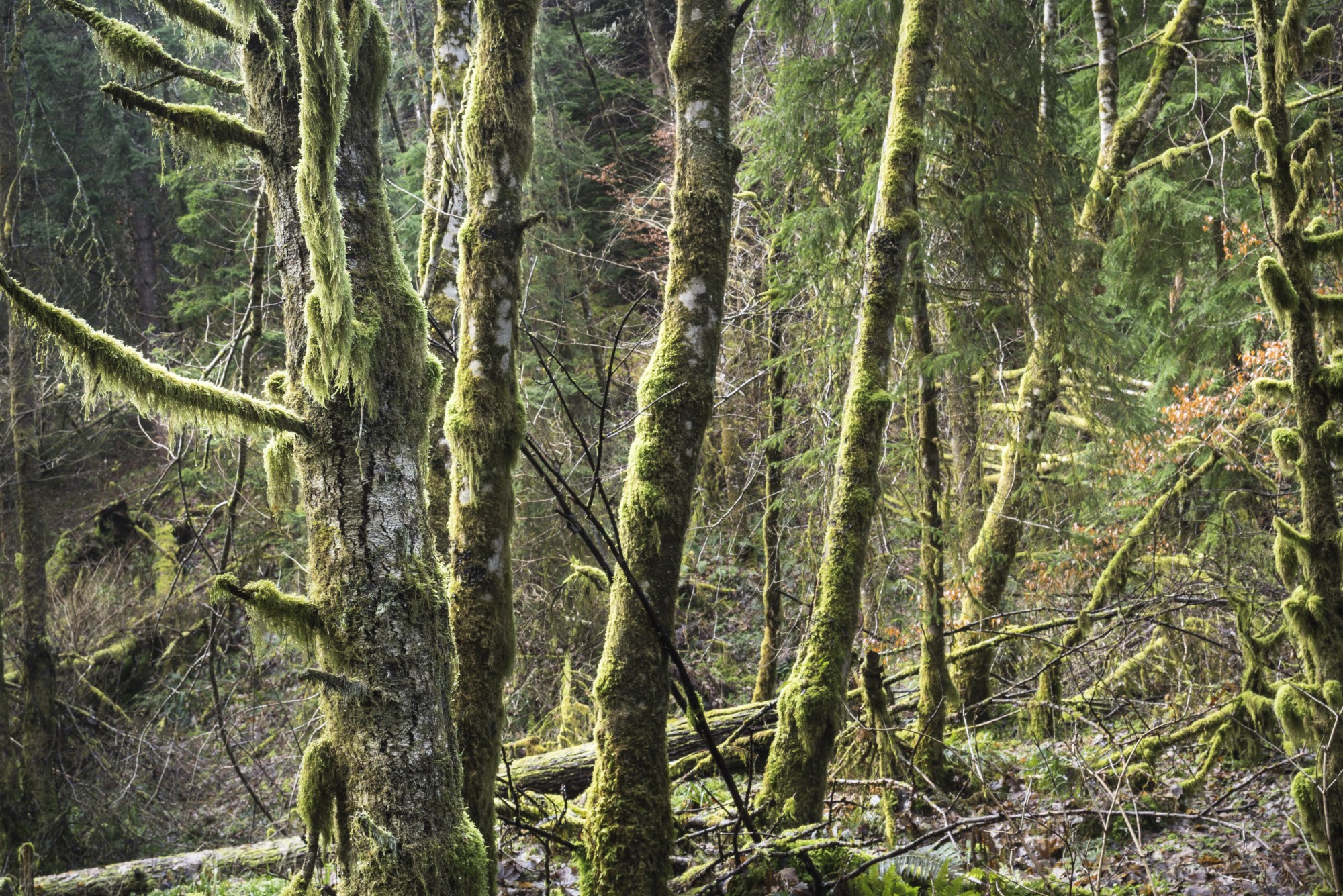 Reelig Glen Walks - Enjoy the tallest trees in Scotland | Eagle Brae